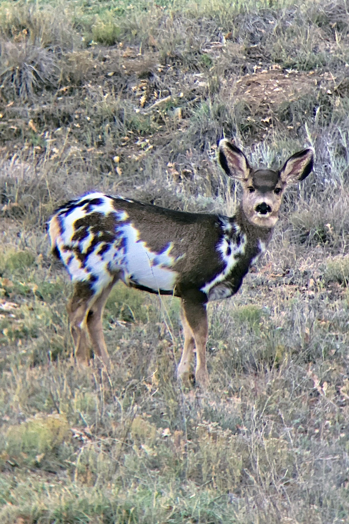 A Piebald deer – The Southern Ute Drum