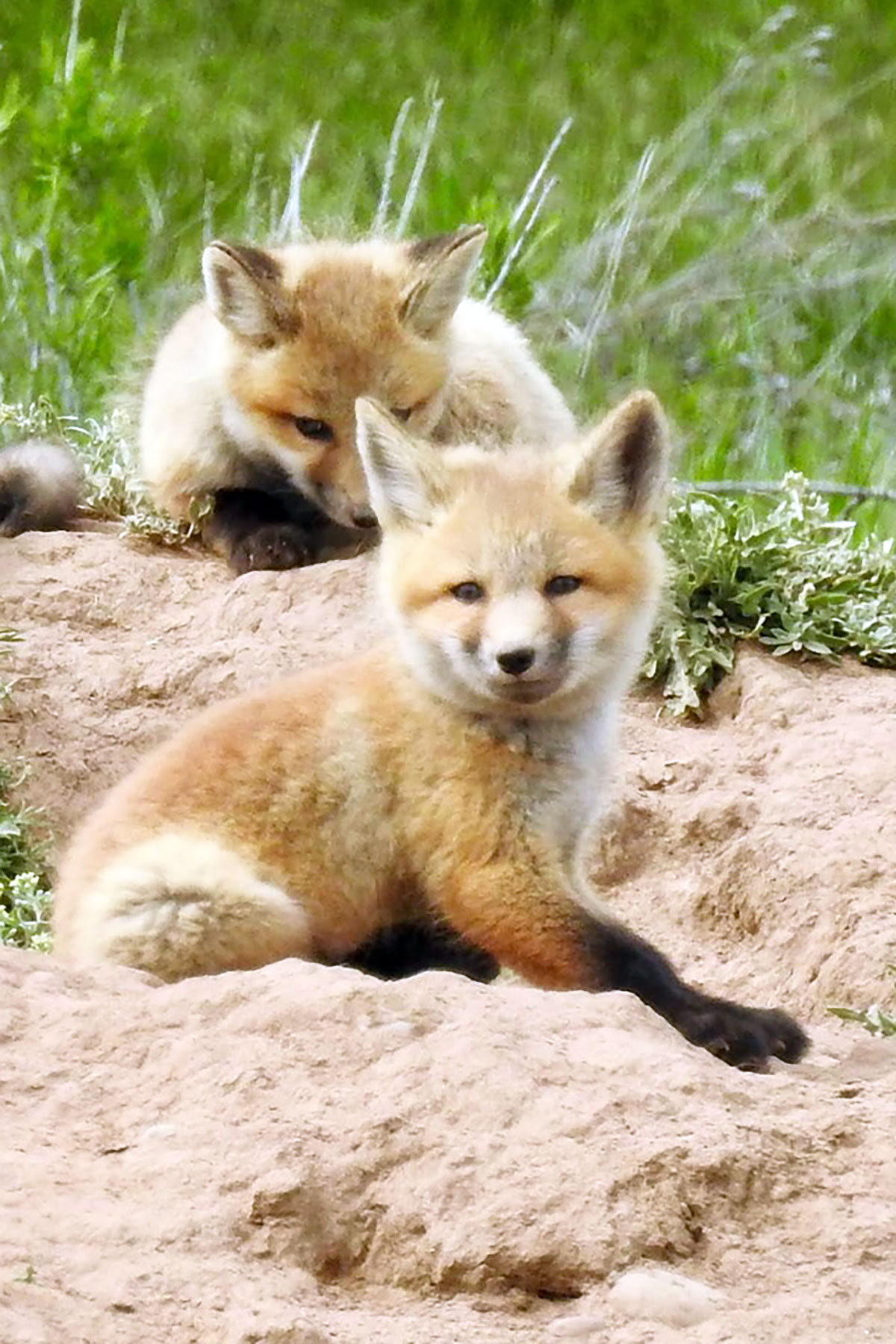 Turkey, and foxes, oh my! – The Southern Ute Drum