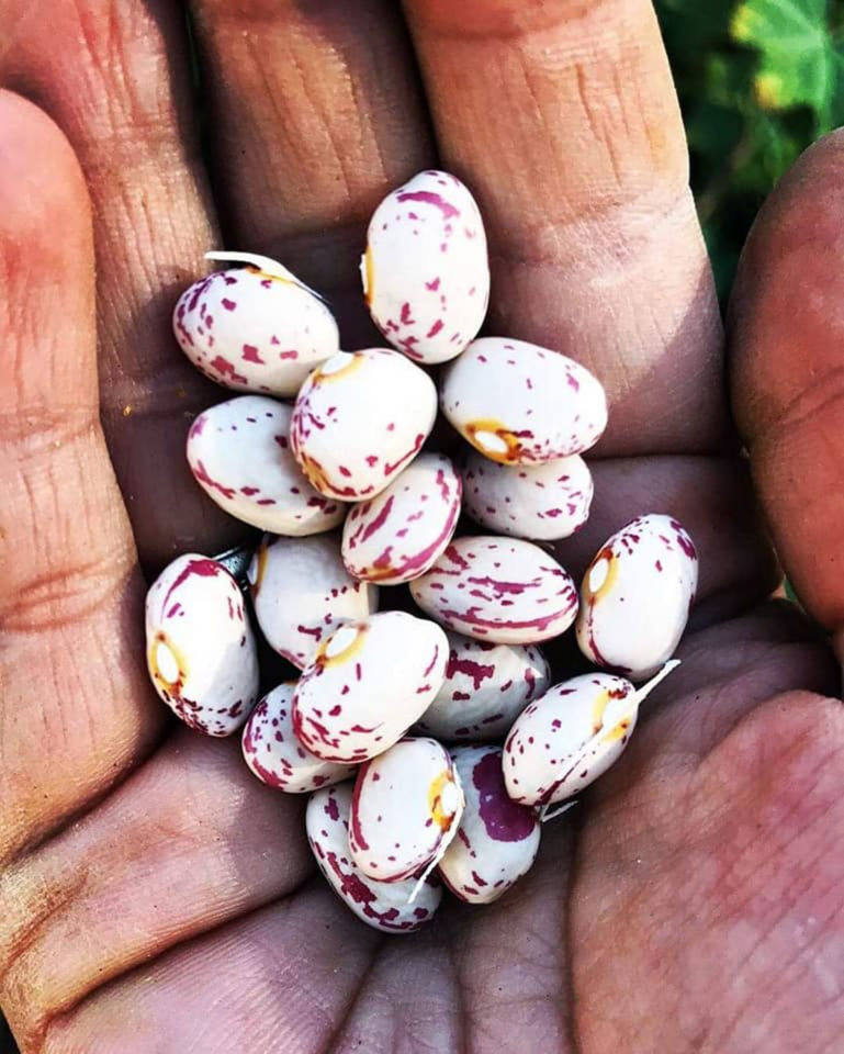 Indigenous Seeds Keepers Network launches fundraising effort – The ...