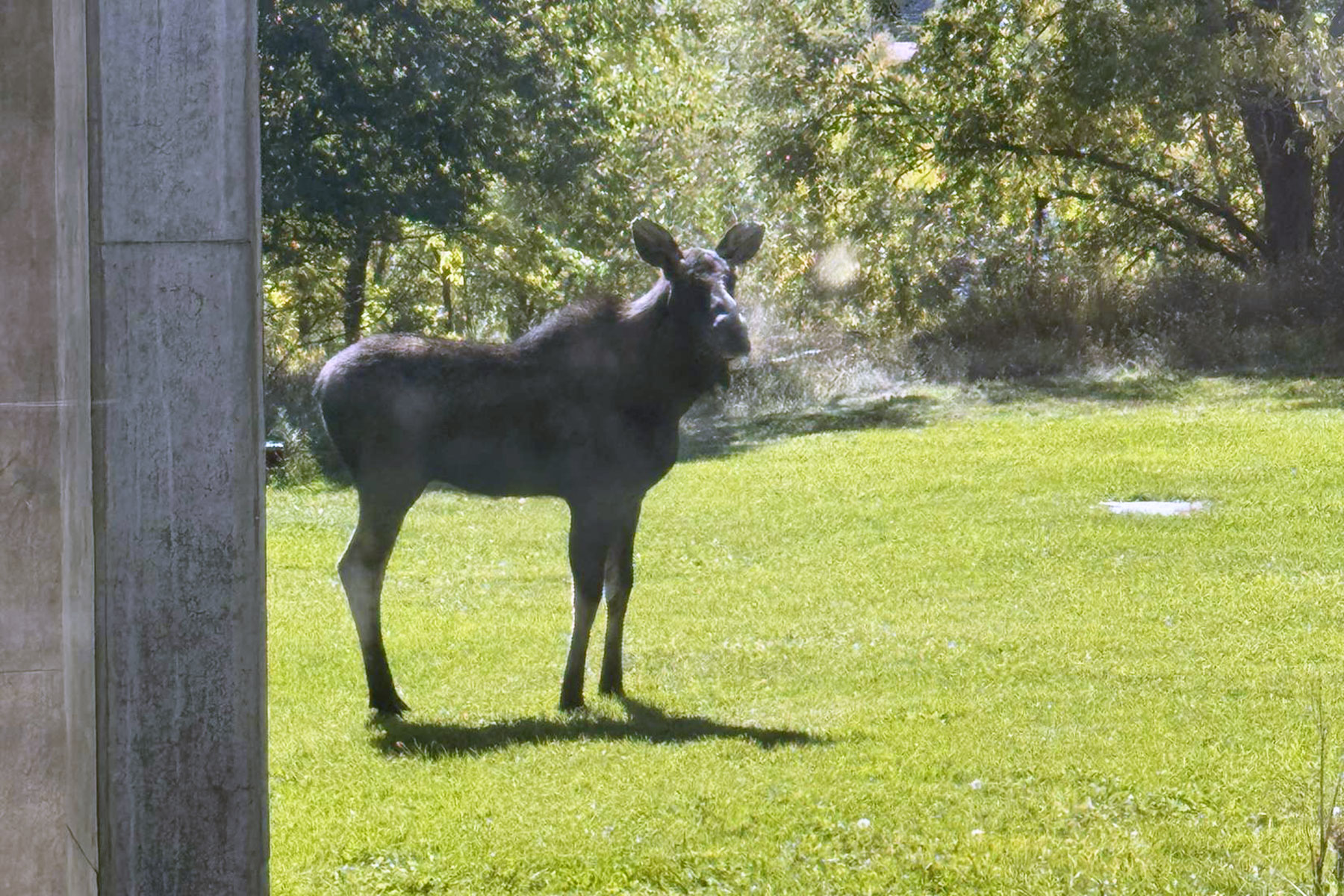 No moosing around! – The Southern Ute Drum