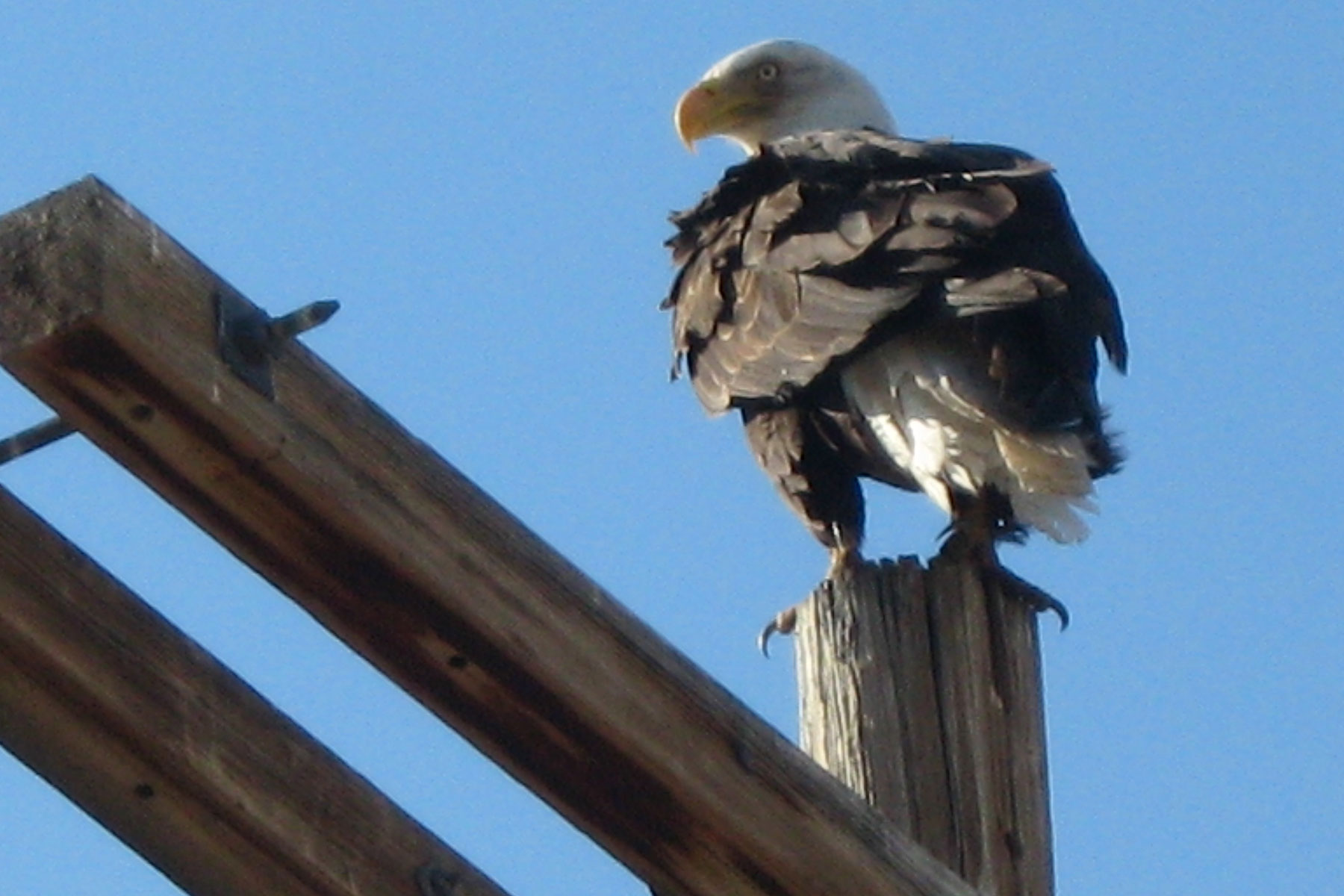 LPEA awarded federal grant to protect eagles and upgrade high-risk power poles – The Southern ...